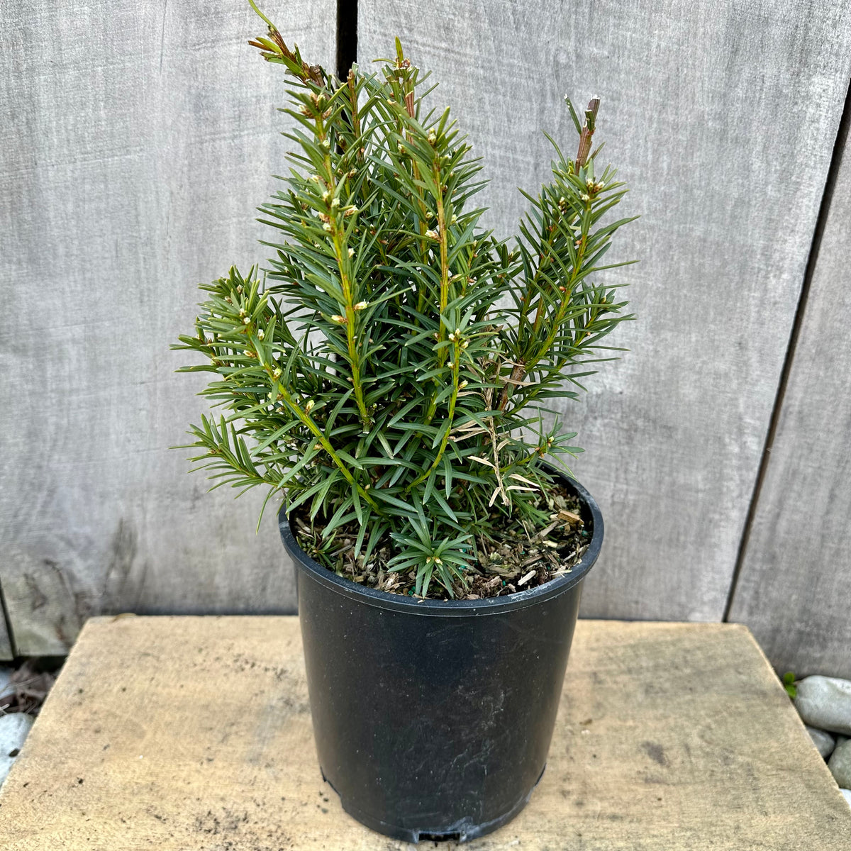Hicks Yew For Sale - Florae Farms