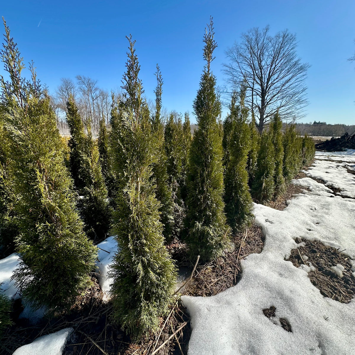 Emerald Cedar Trees for Sale Florae Farms
