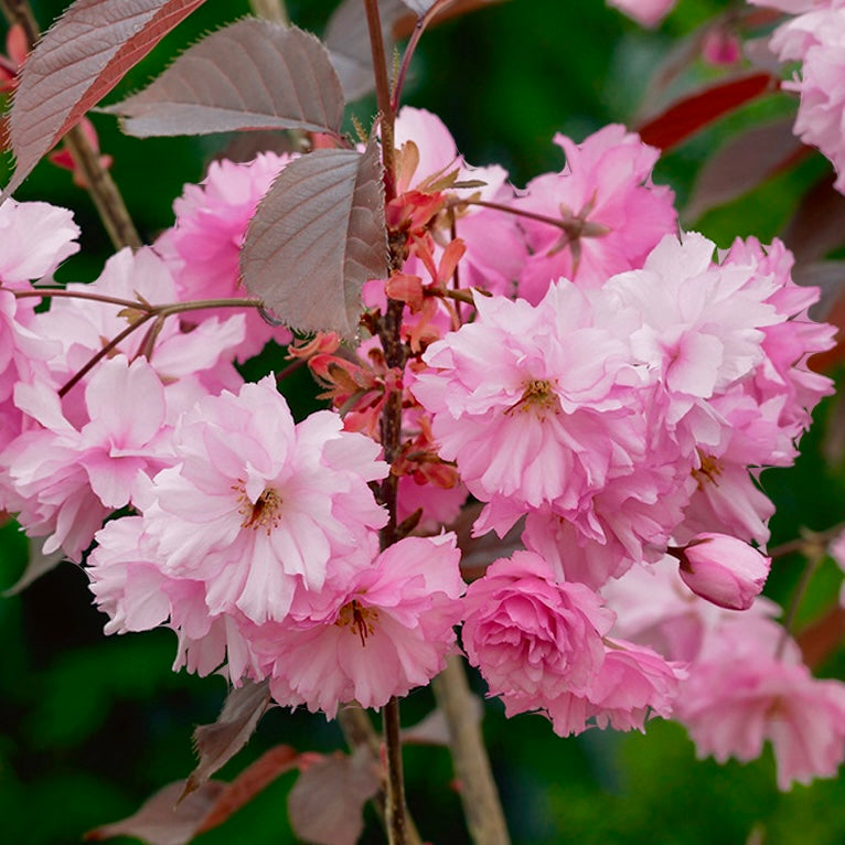 Royal Burgundy Flowering Cherry Tree For Sale - Florae Farms