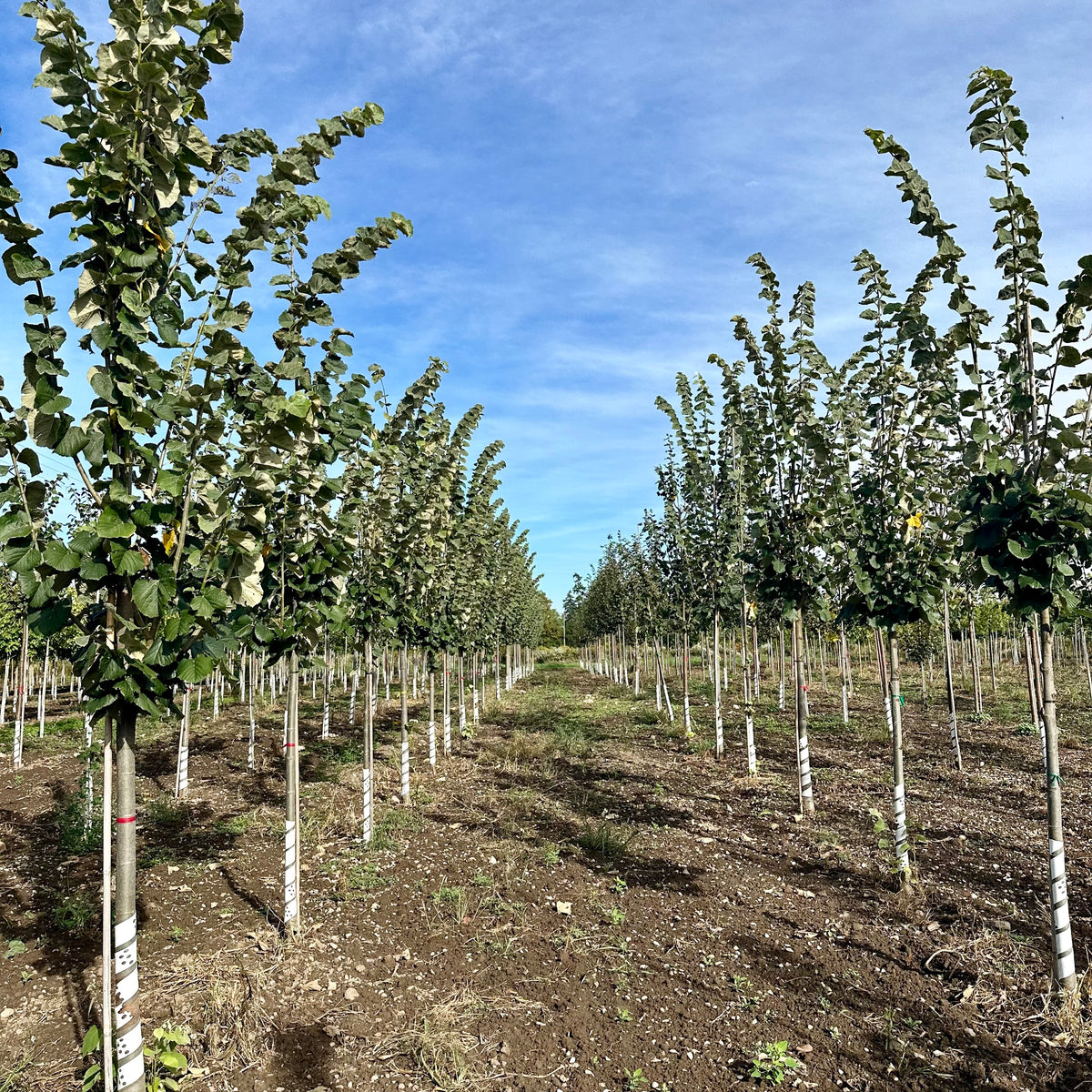 Silver Linden Tree – Florae Farms