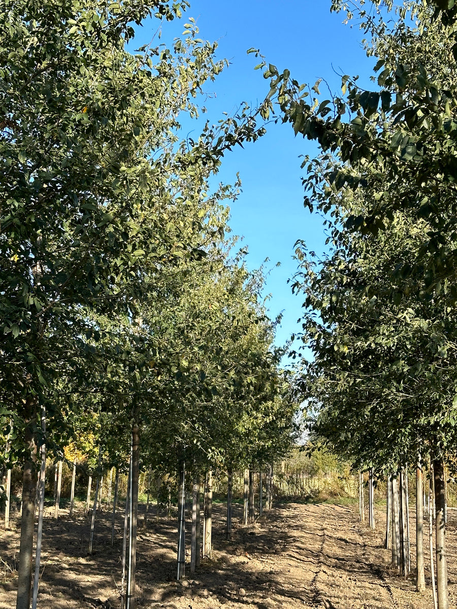 Homestead Elm Tree For Sale - Florae Farms