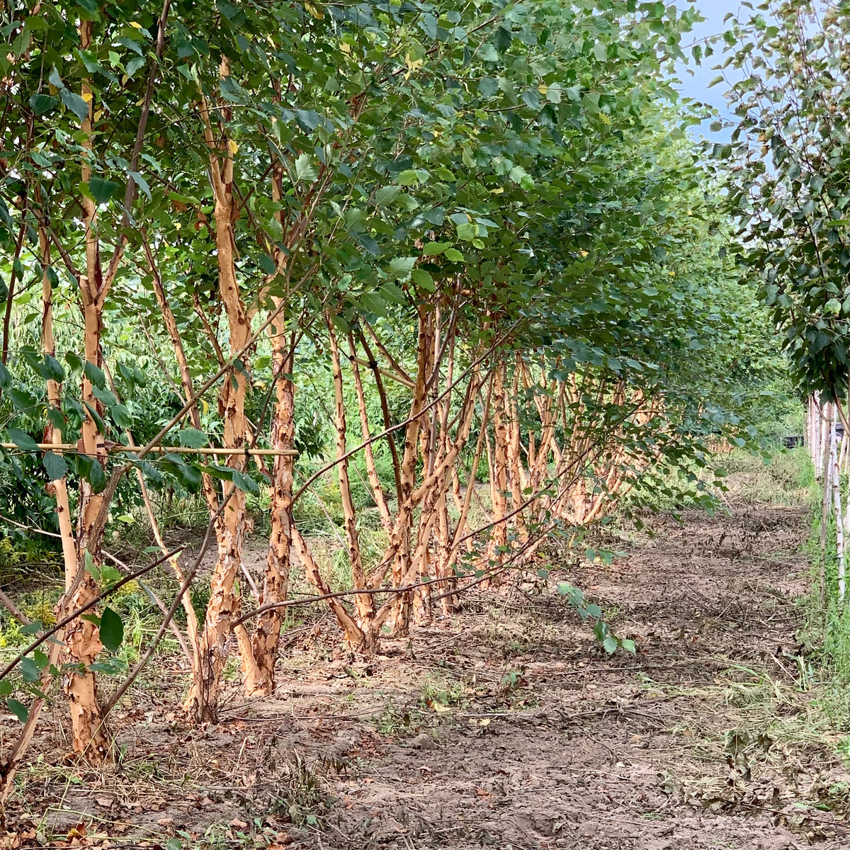 River Birch Trees For Sale - Florae Farms