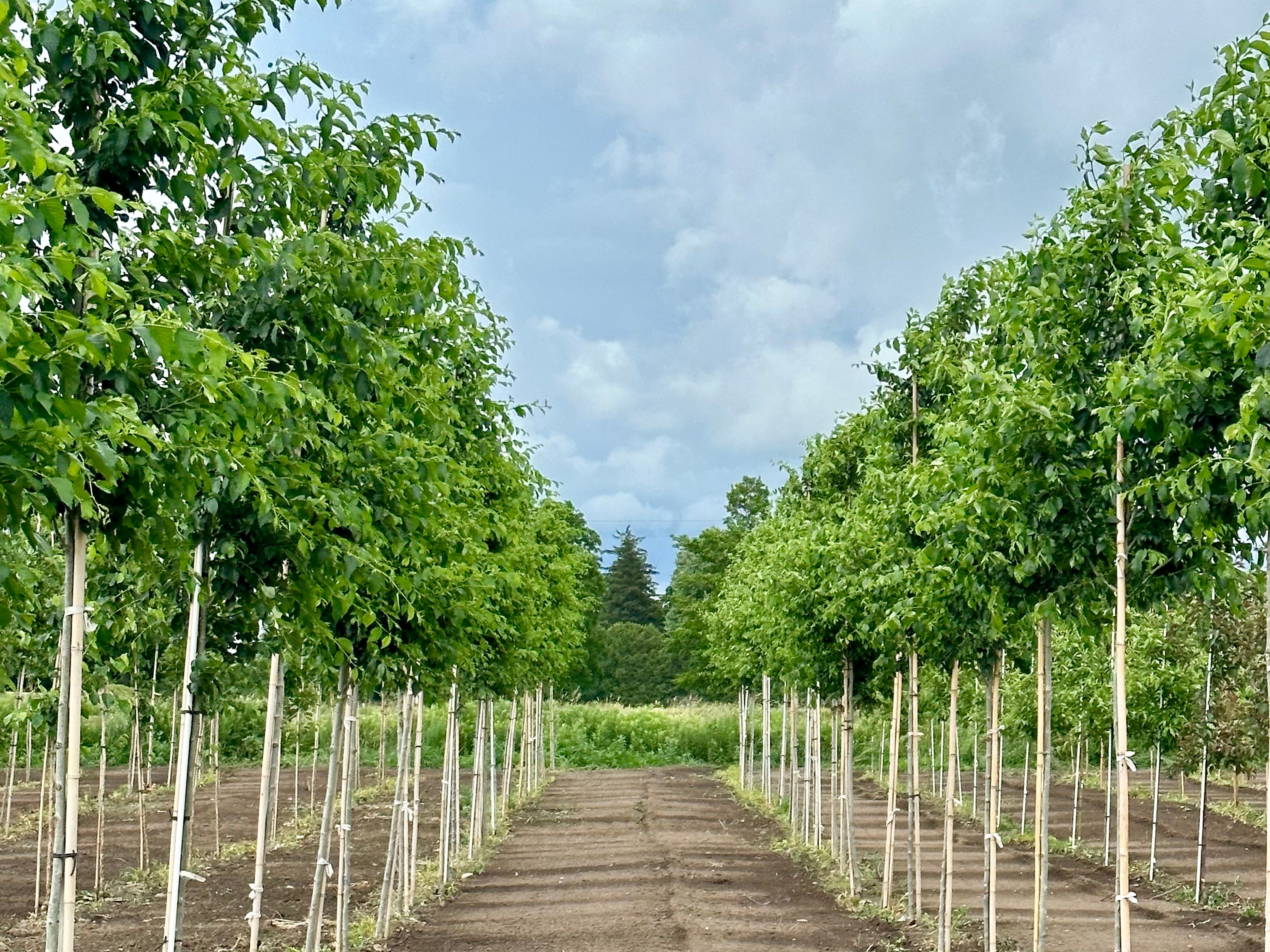 Florae Farms - Quality Trees and Shrubs Locally Grown, Family Operated