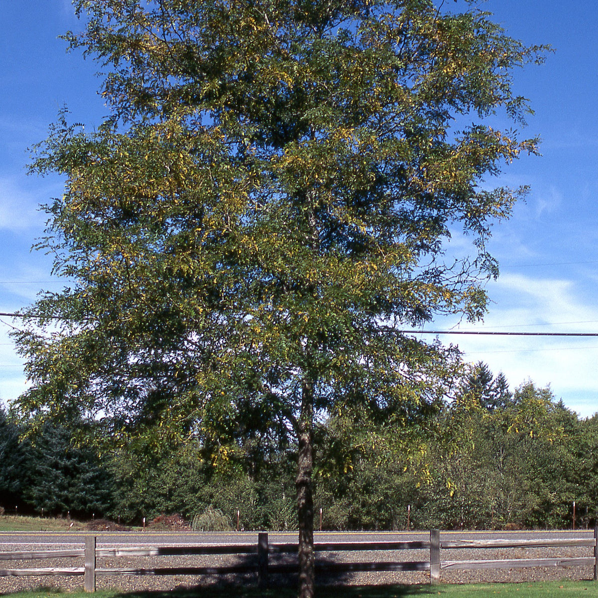 Honey Locust Shademaster Tree For Sale - Florae Farms