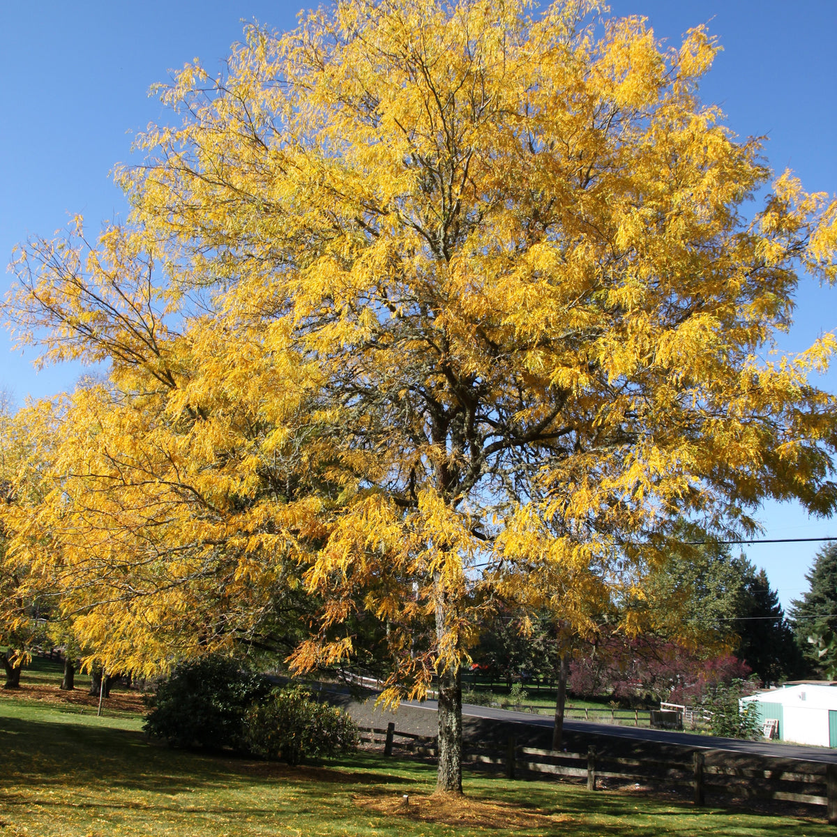 Honey Locust Skyline Tree For Sale - Florae Farms