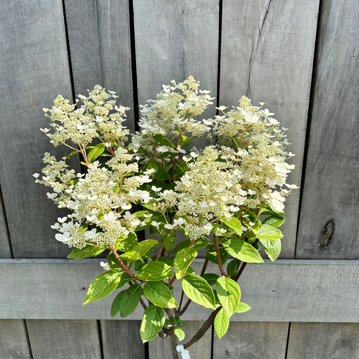 Quick Fire Hydrangea Tree For Sale - Florae Farms