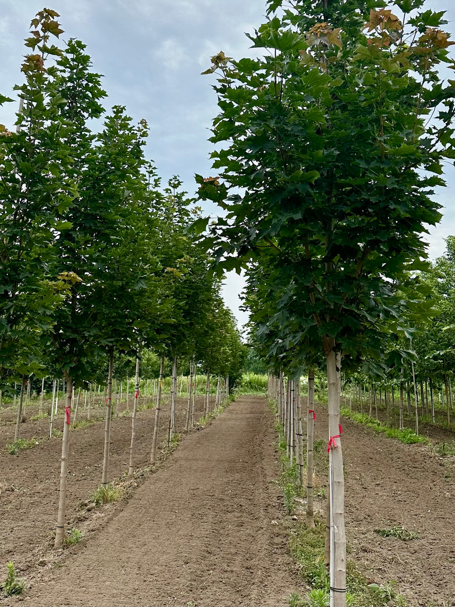 Emerald Queen Maple Tree – Florae Farms