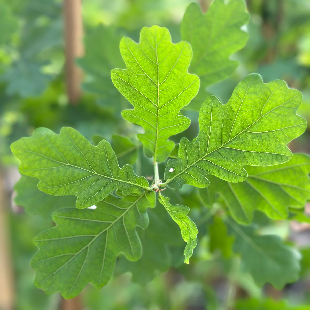 Pyramidal English Oak Tree for sale Florae Farms