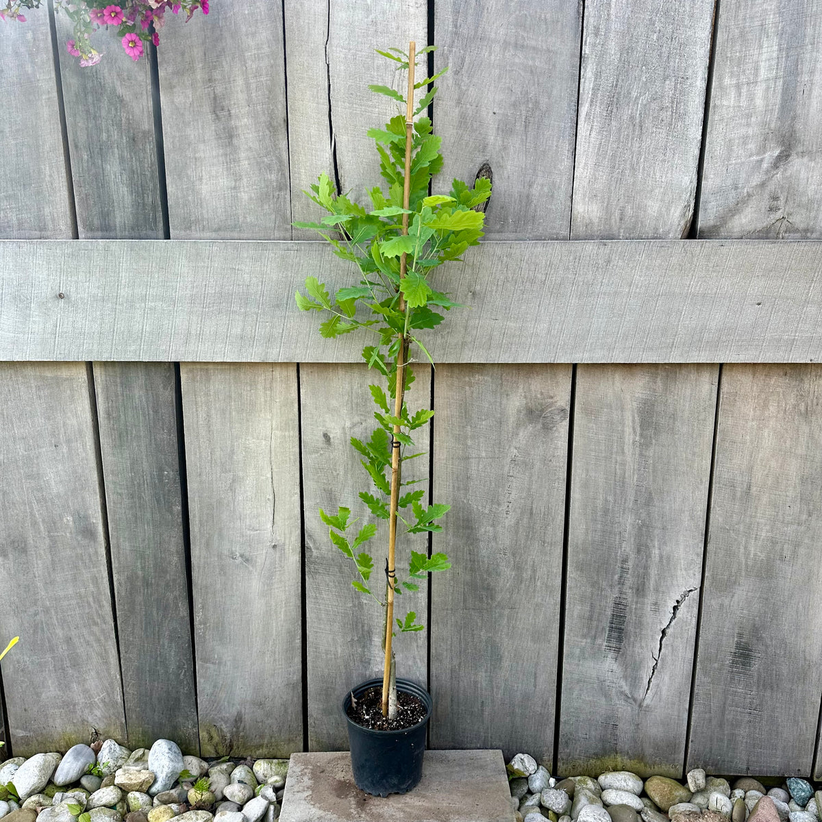 Pyramidal English Oak Tree for sale Florae Farms