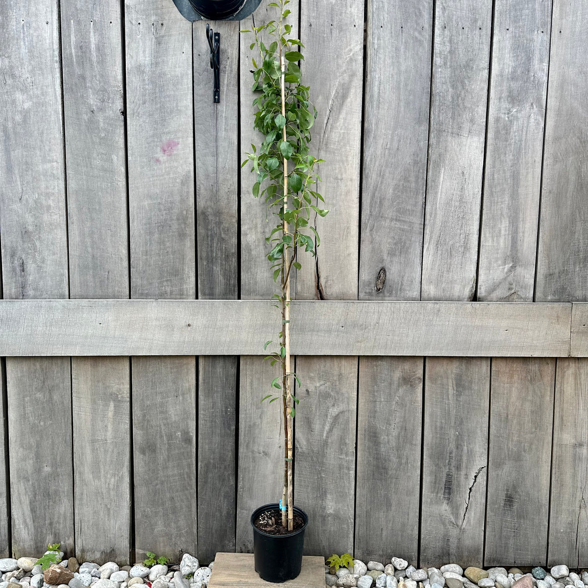 Clapps Favourite Pear Tree for Sale- Florae Farms