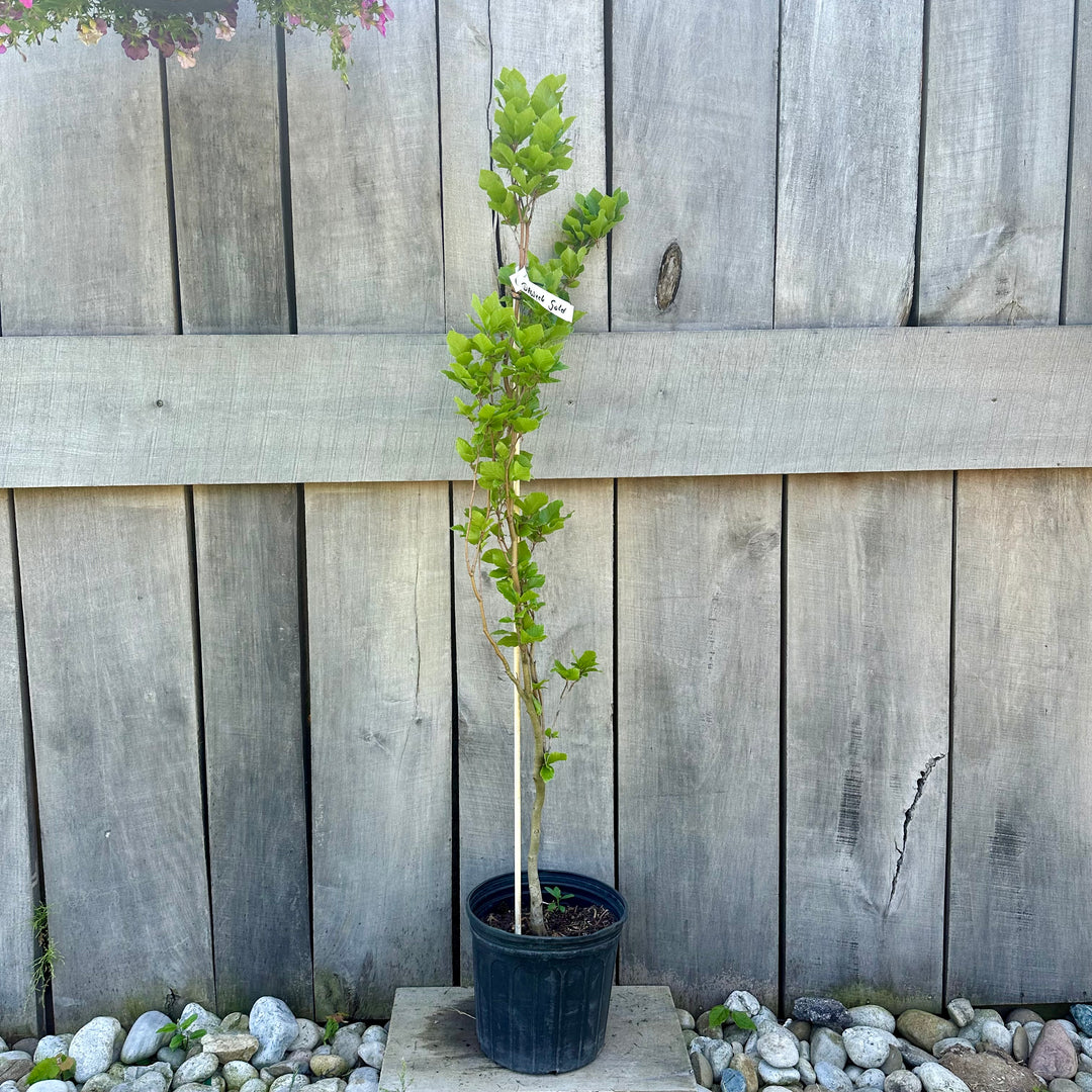 Beech Trees For Sale - Florae Farms