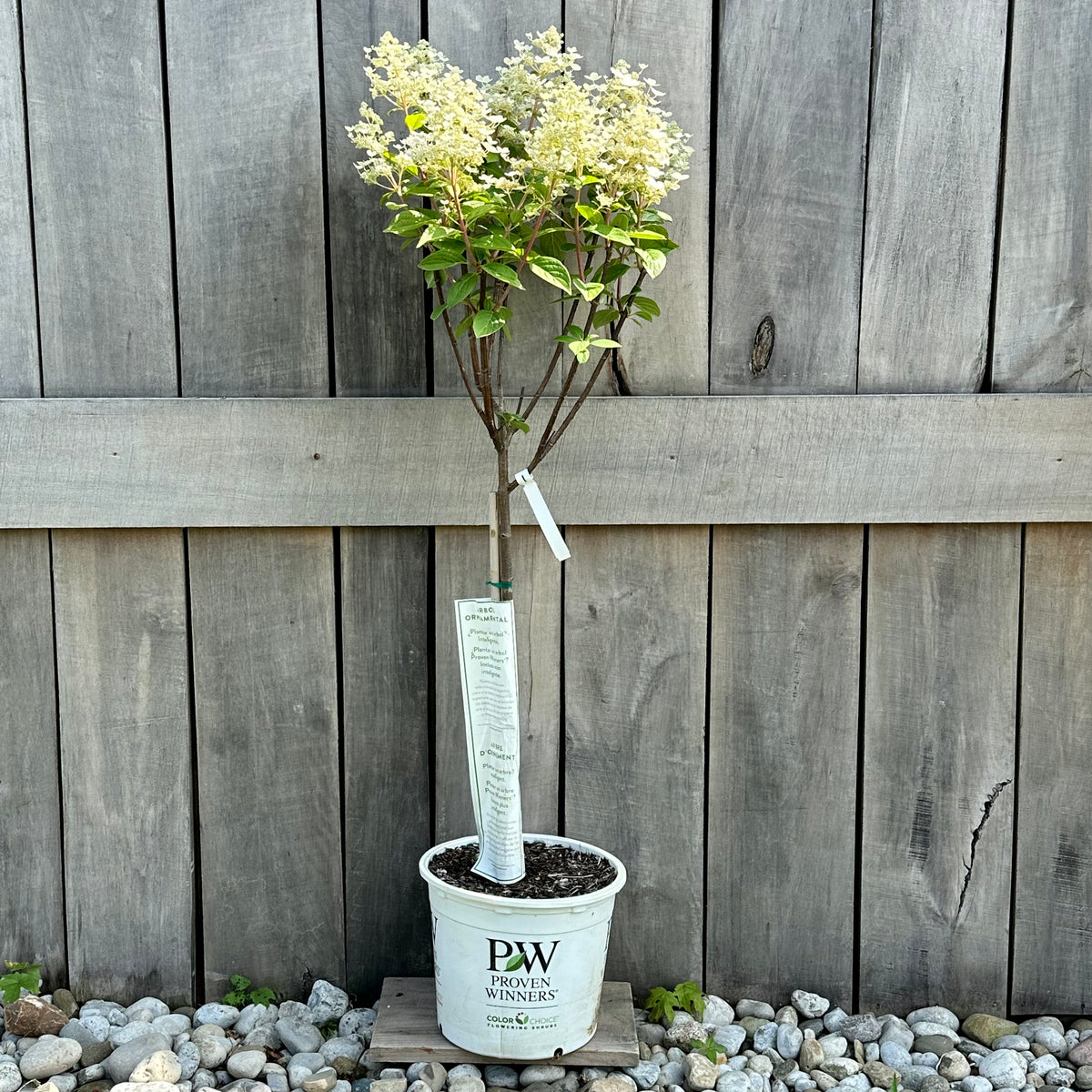 Quick Fire Hydrangea Tree For Sale - Florae Farms