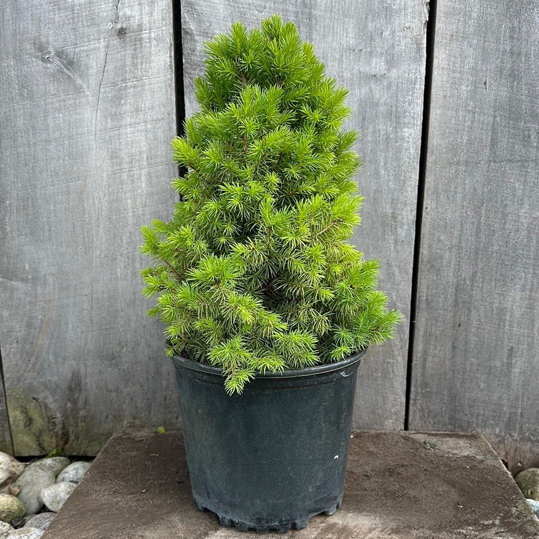 Dwarf Alberta Spruce Trees for Sale- Florae Farms