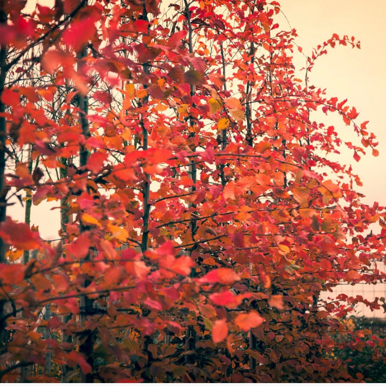 Rockhampton Red Hornbeam Tree – Florae Farms