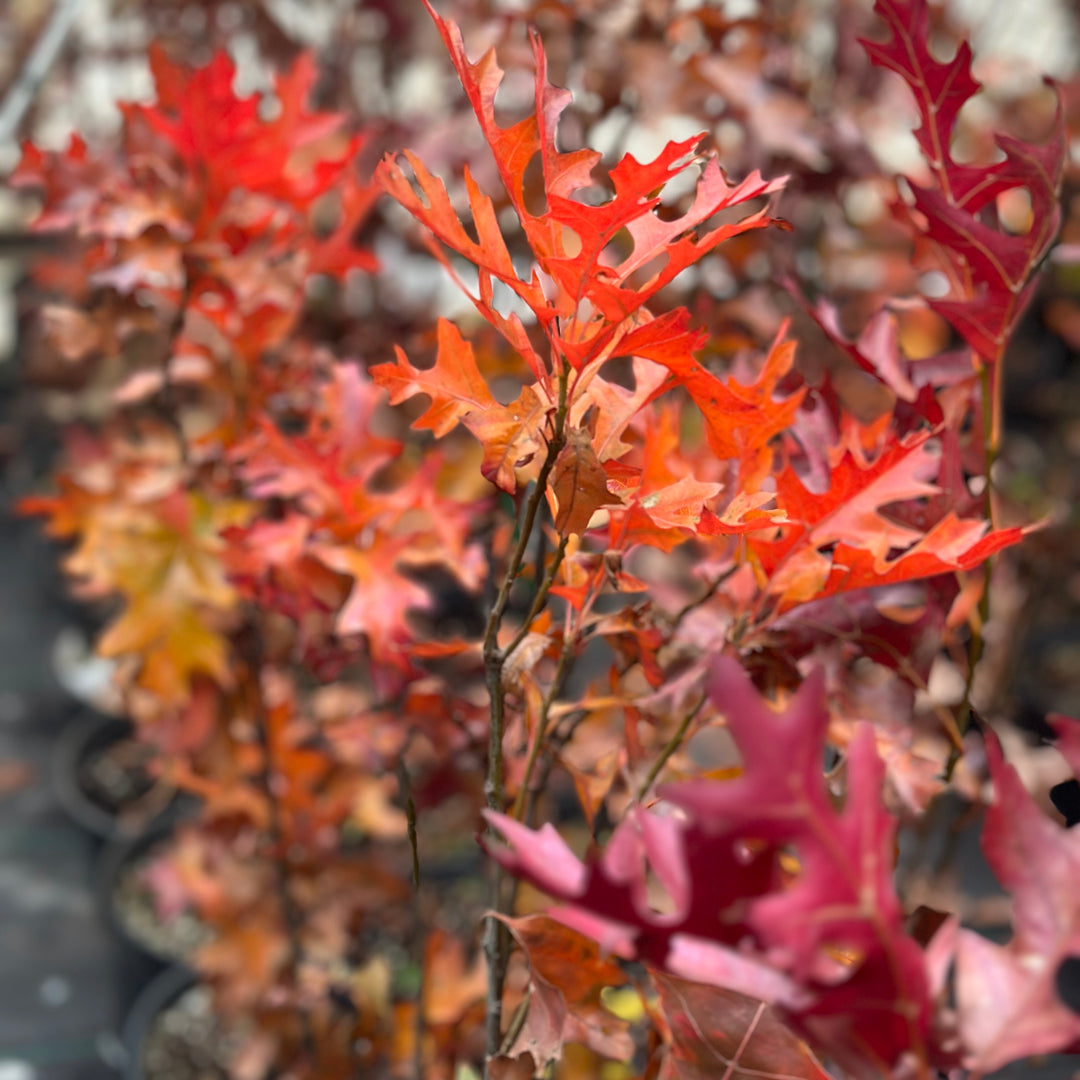 Green Pillar Oak Tree for sale Florae Farms