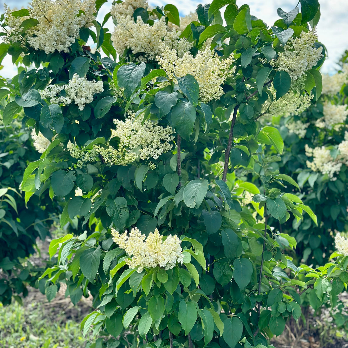 Lilac Tree For Sale - Florae Farms