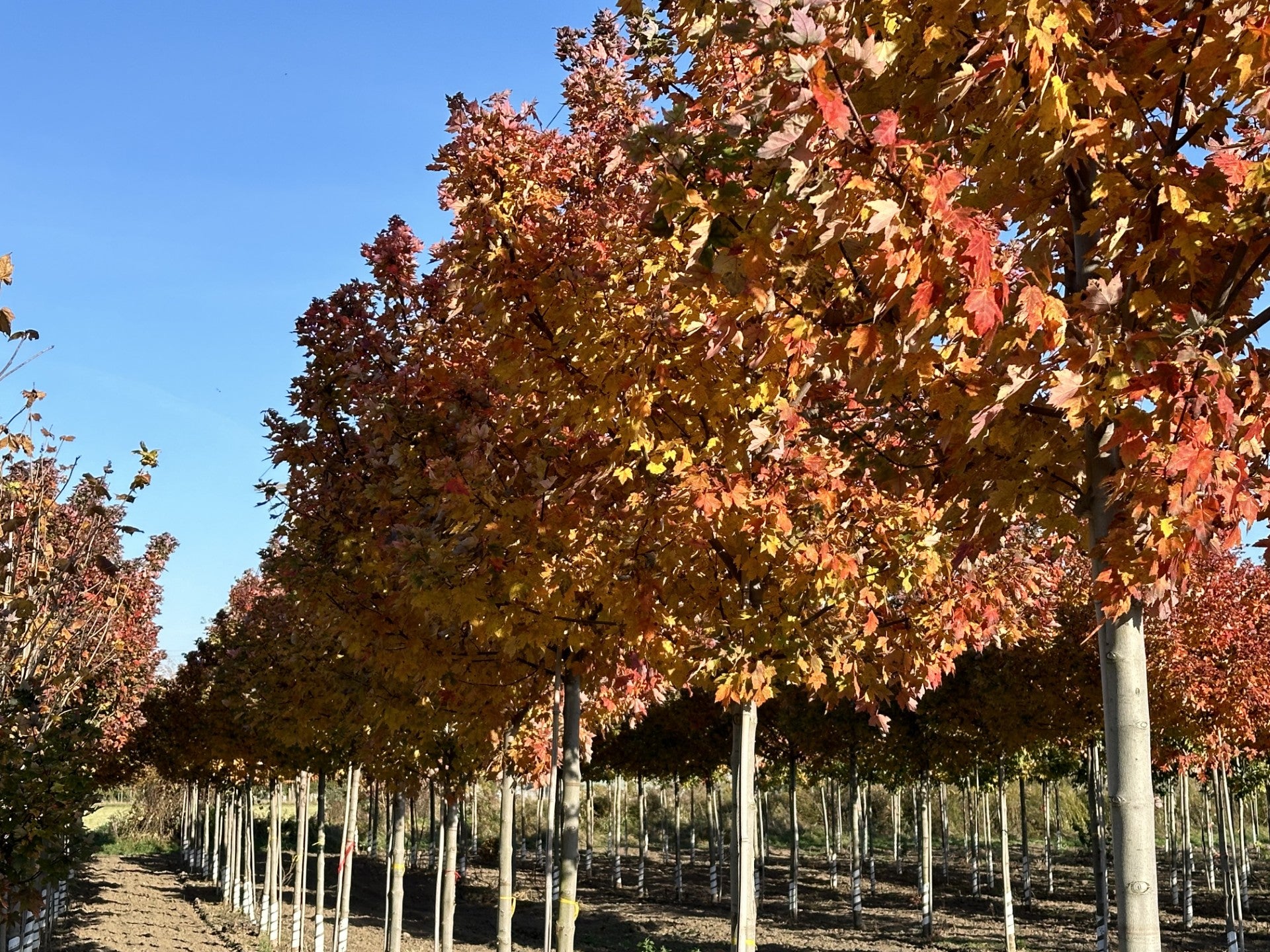Florae Farms - Quality Trees and Shrubs Locally Grown, Family Operated
