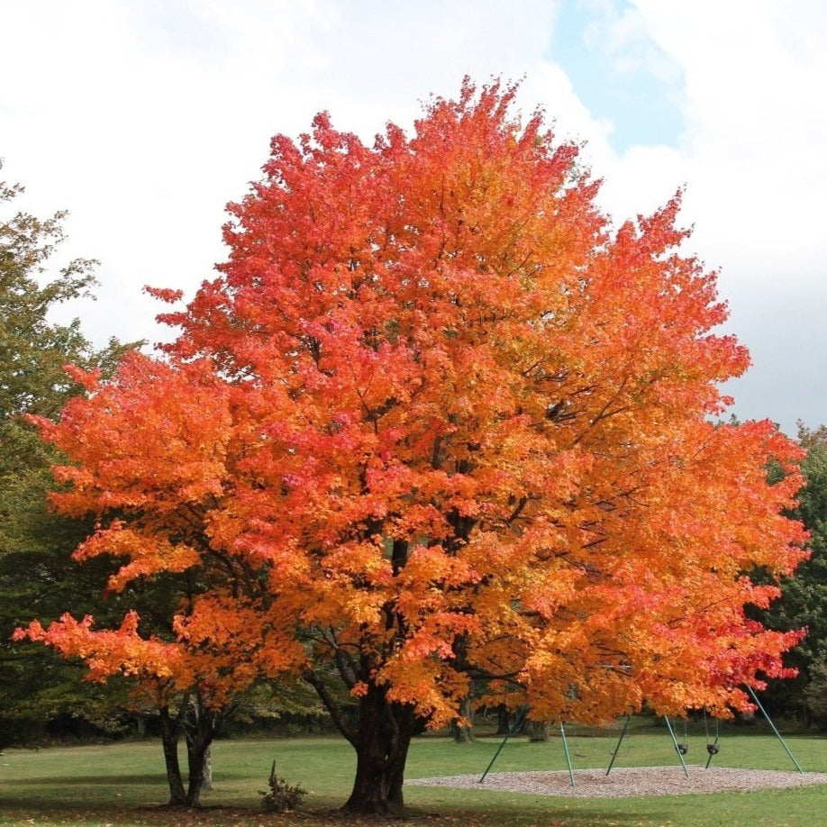 Sugar Maple Trees for Sale - Florae Farms