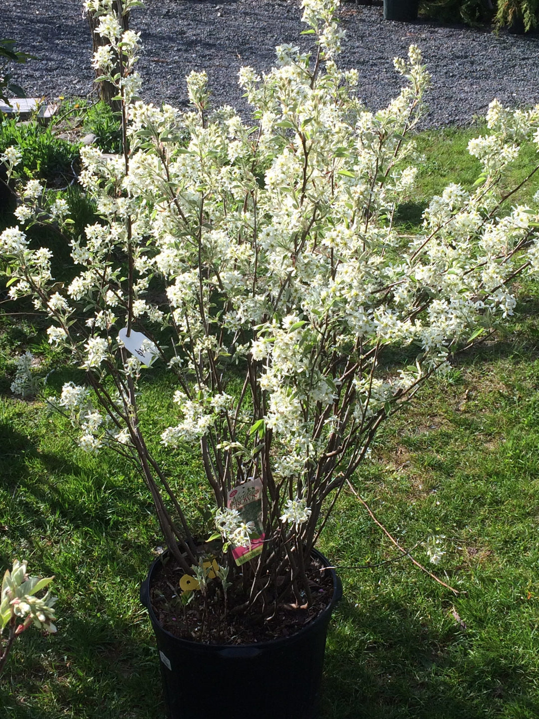 Canadian Serviceberry Flowering Shrubs For Sale - Florae Farms