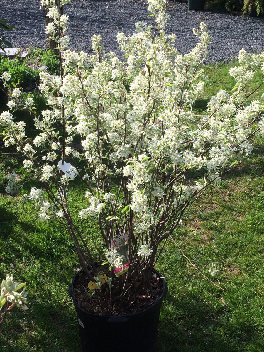 Canadian Serviceberry Flowering Shrubs For Sale - Florae Farms