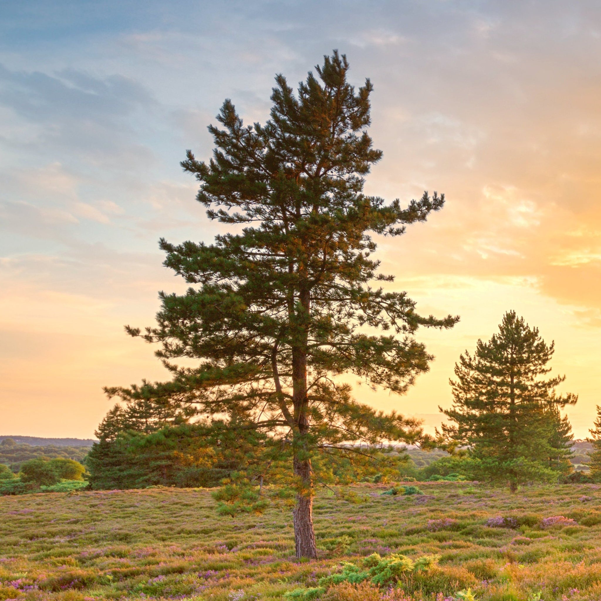 Scots Pine Trees For Sale - Florae Farms