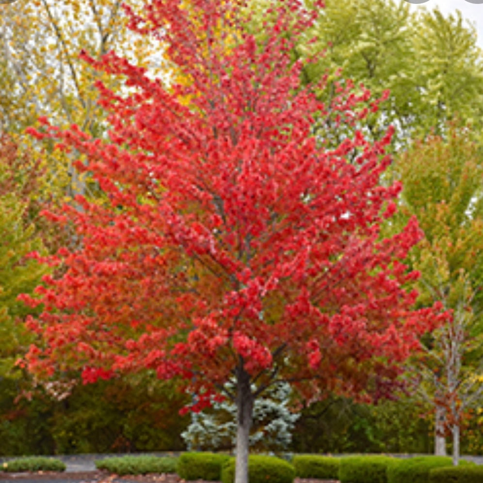 Morgan Red Maple – Florae Farms