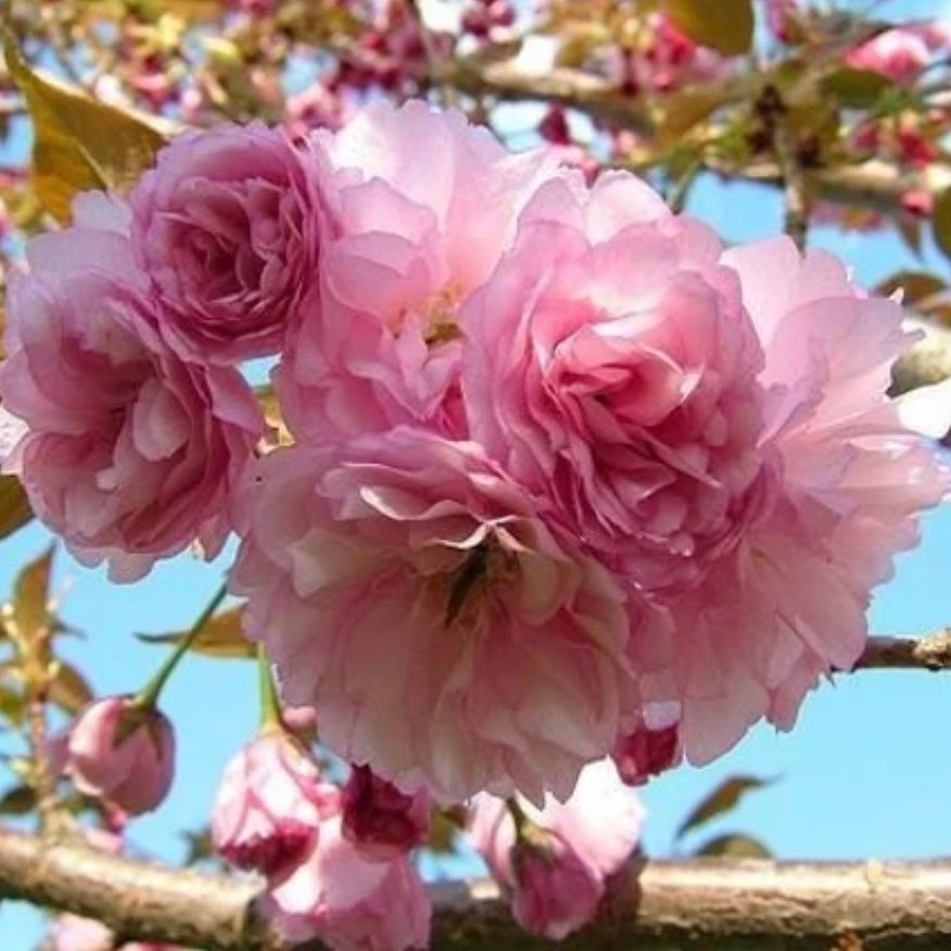 Kwanzan Flowering Cherry Tree For Sale - Florae Farms