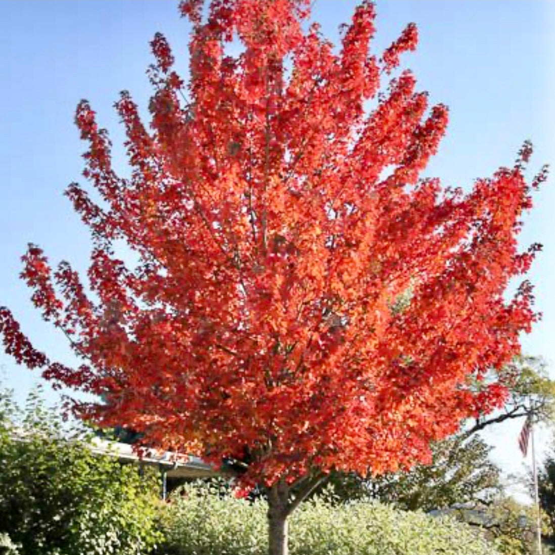 Redpointe Maple – Florae Farms