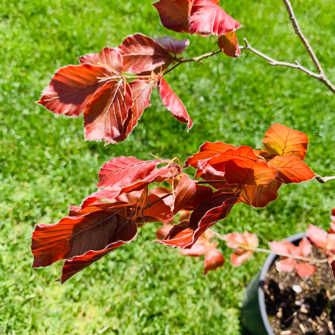 European Beech Trees For Sale - Florae Farms
