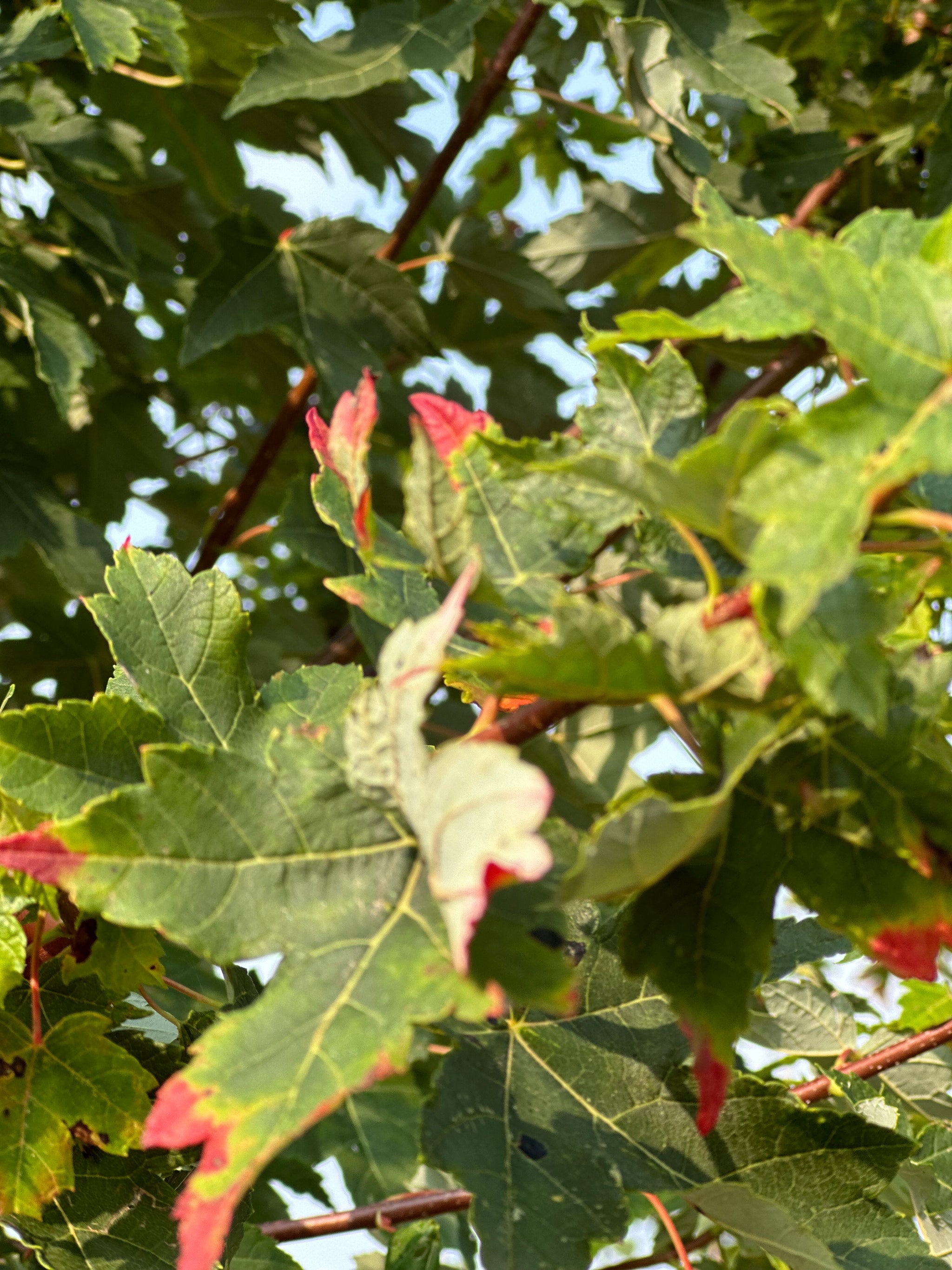 Redpointe Maple – Florae Farms