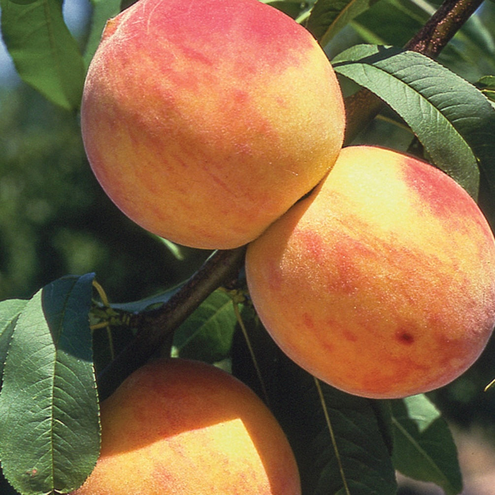 Reliance Peach Trees For Sale - Florae Farms