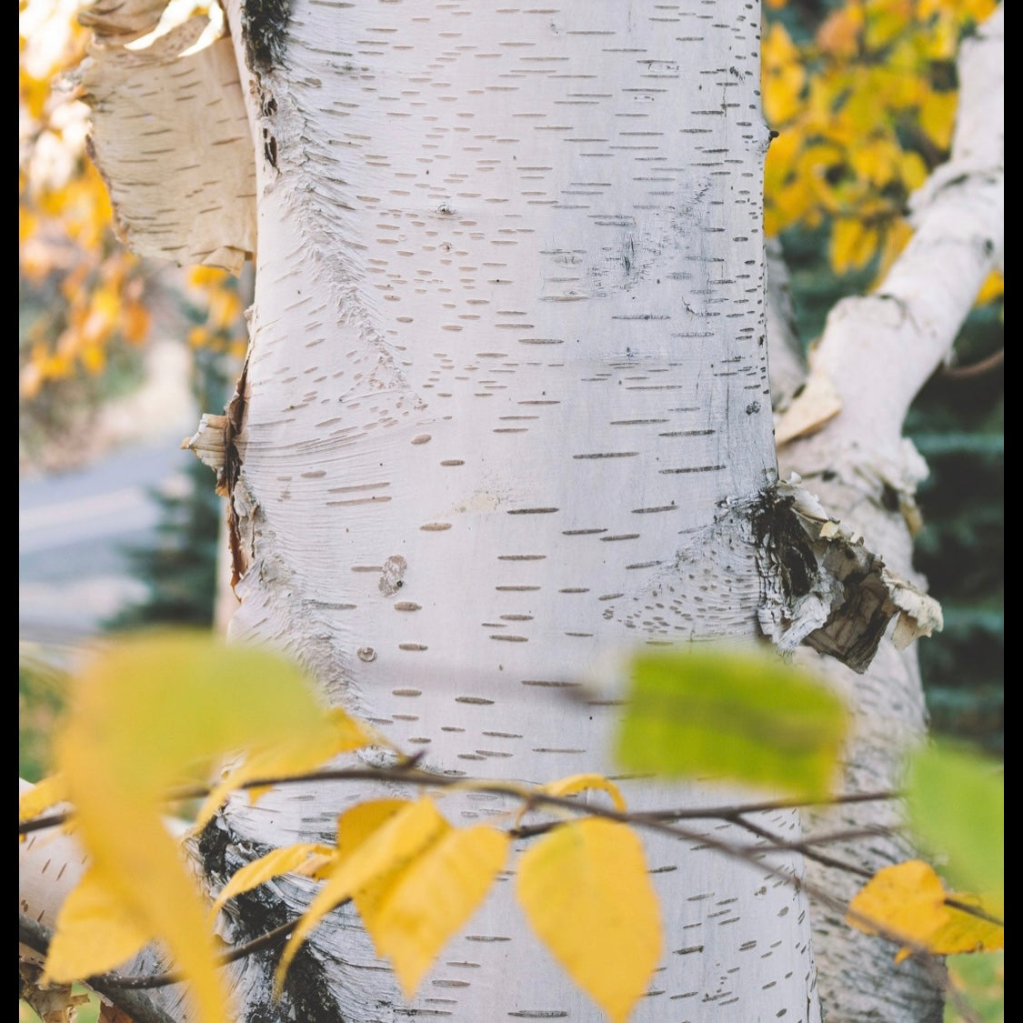 Paper Birch Trees For Sale - Florae Farms