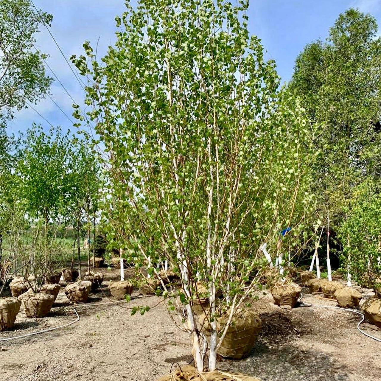 Himilayan Birch Trees For Sale - Florae Farms