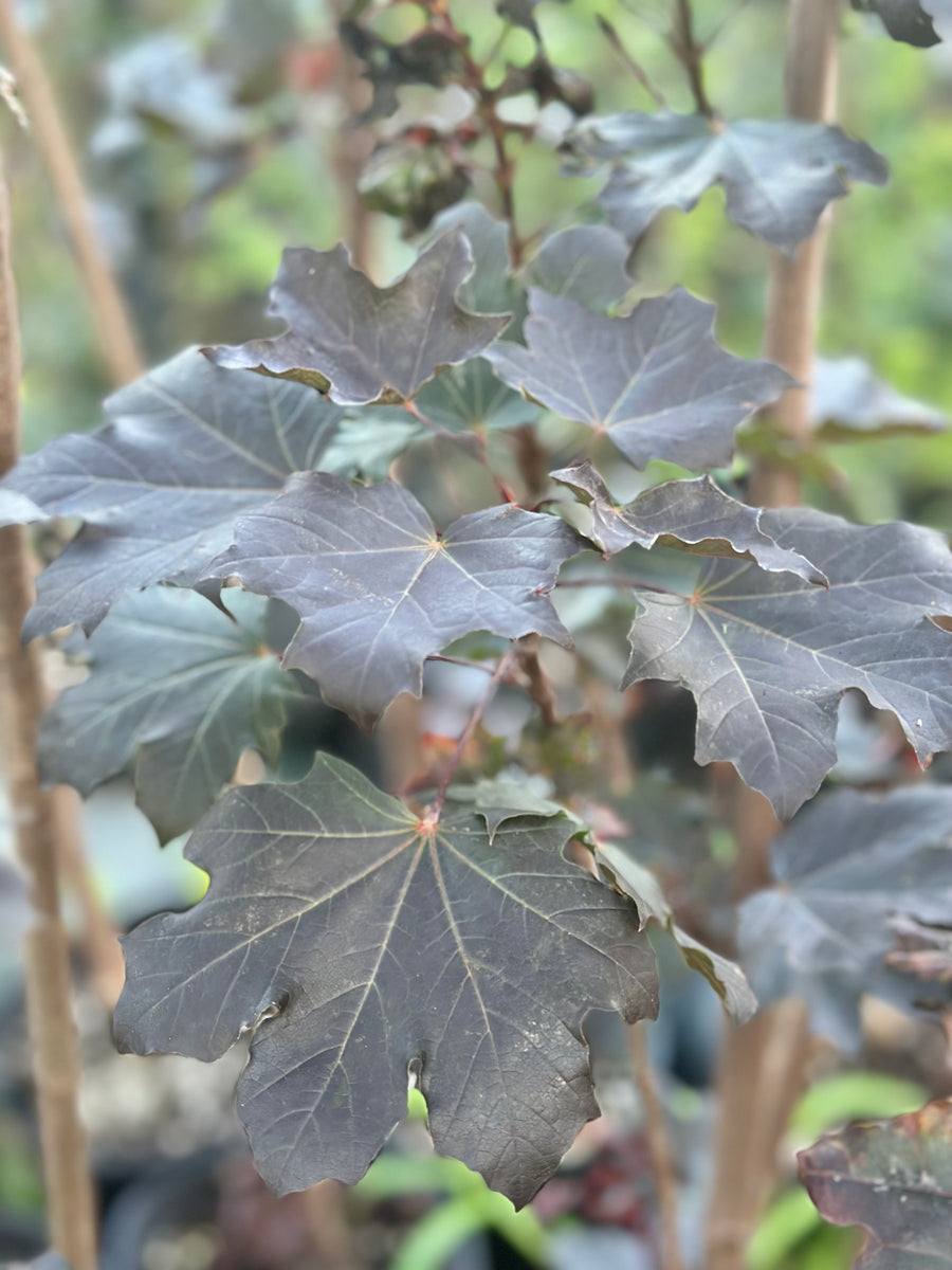 Royal Red Tree For Sale - Florae Farms