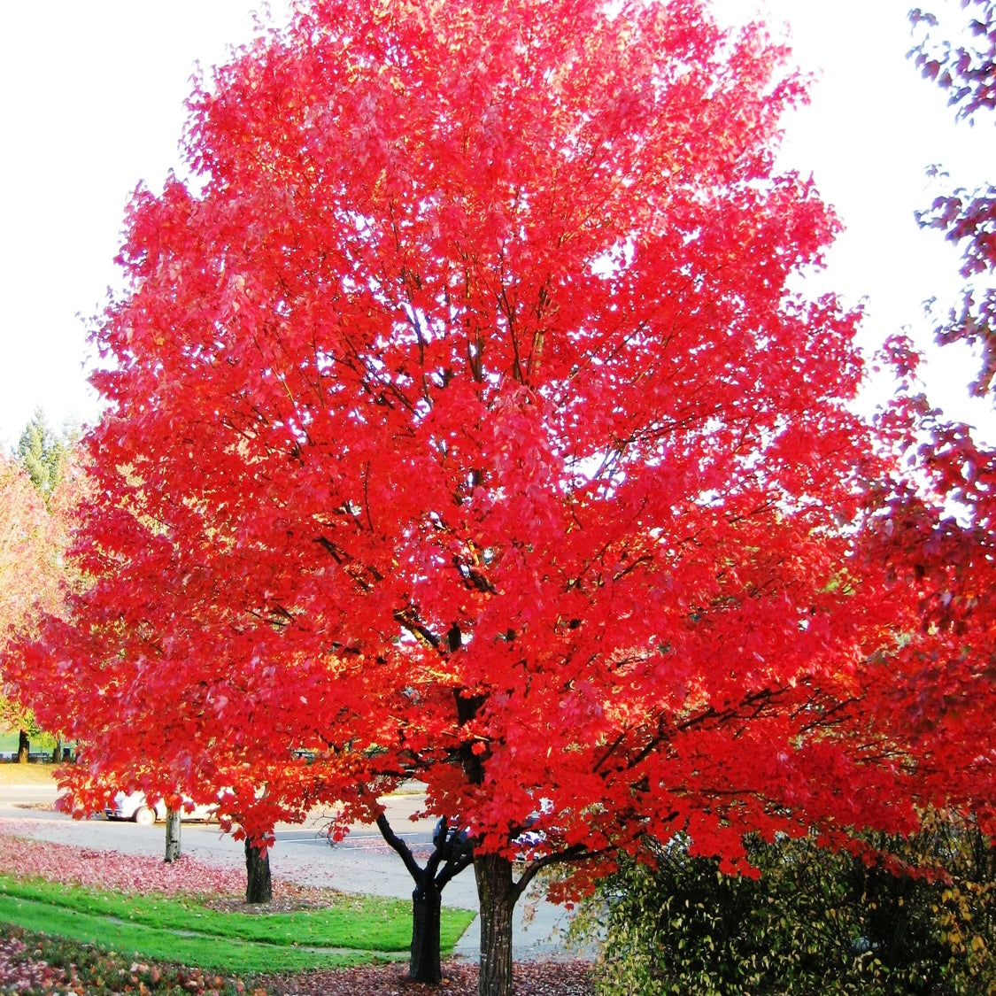 Autumn Blaze Maple – Florae Farms