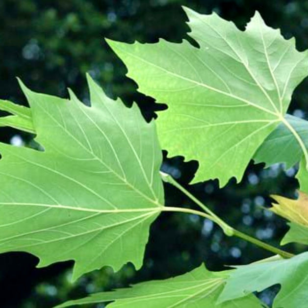 London Plane Tree For Sale - Florae Farms