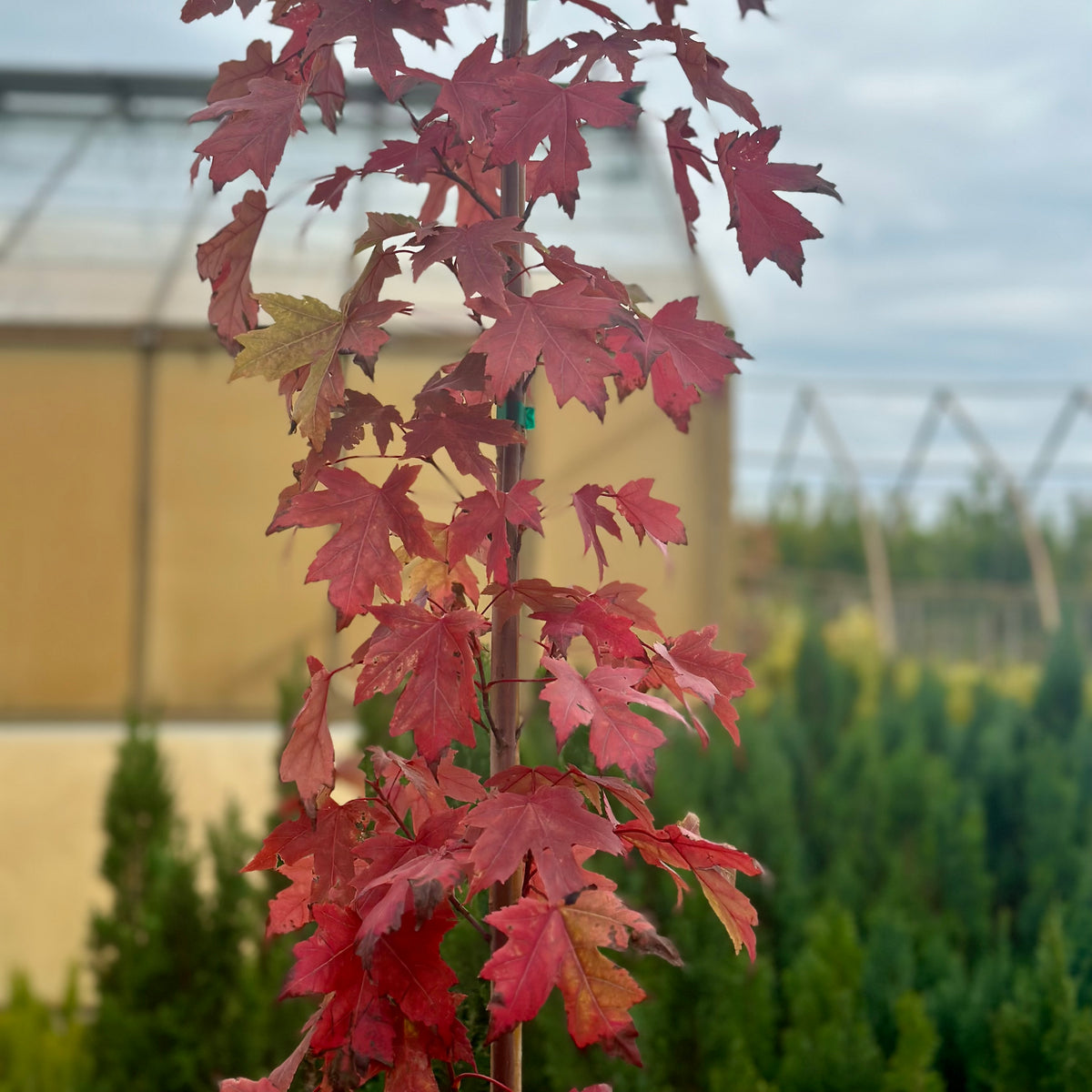 Sun Valley Maple Tree – Florae Farms