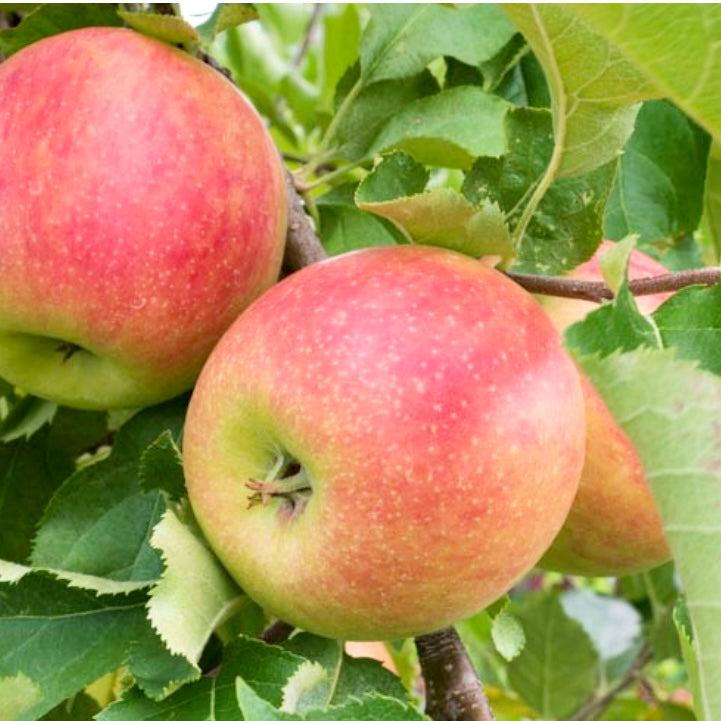 Red Jonagold Apple Tree for Sale - Florae Farms