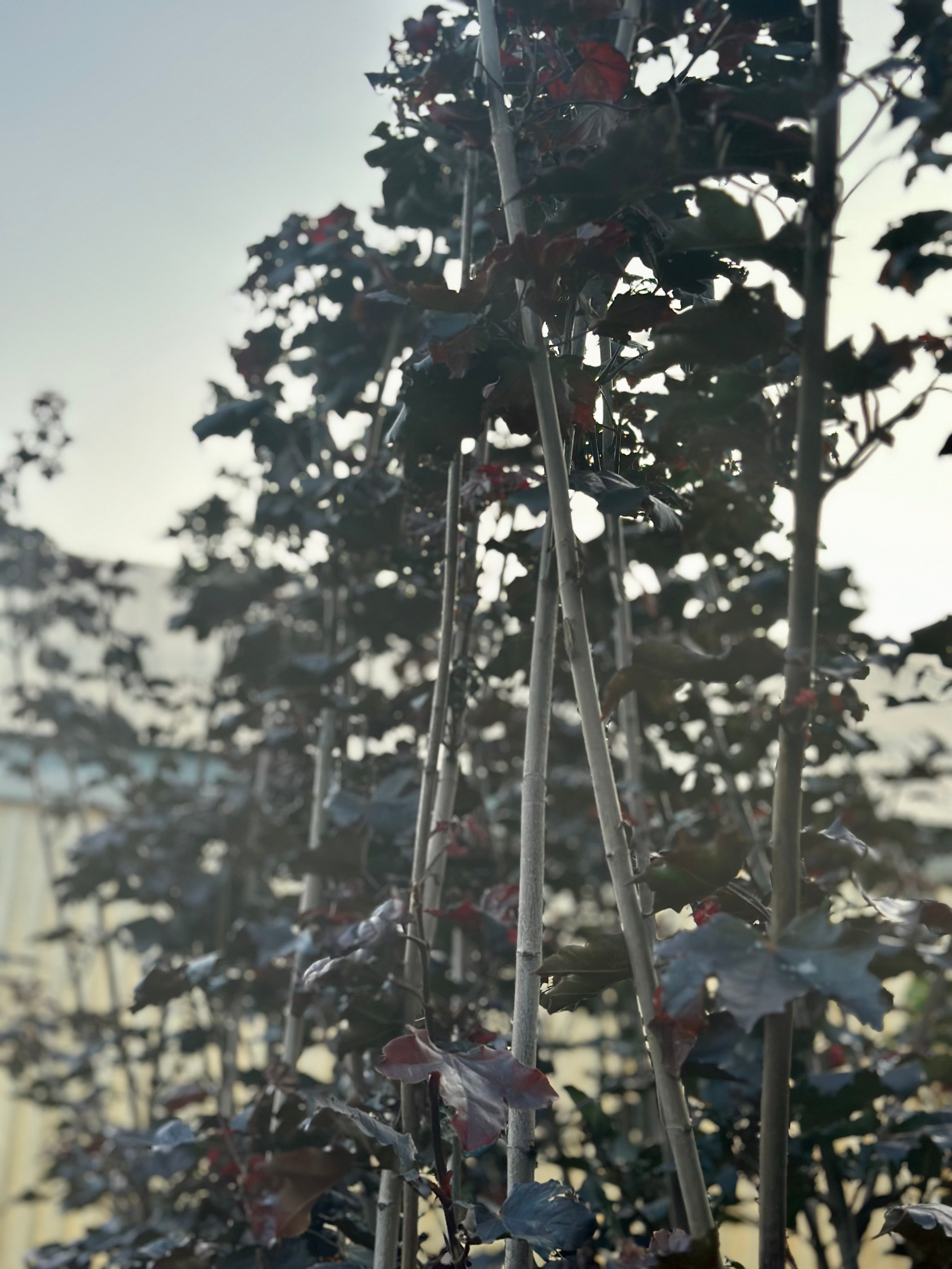 Royal Red Tree For Sale - Florae Farms