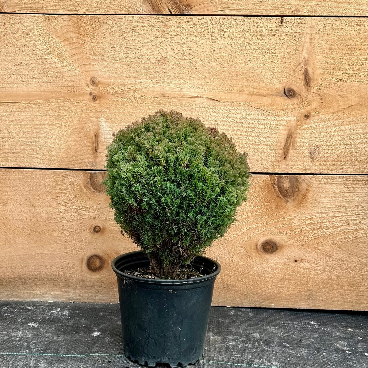 Teddy Bear Cedar Conifer For Sale - Florae Farms
