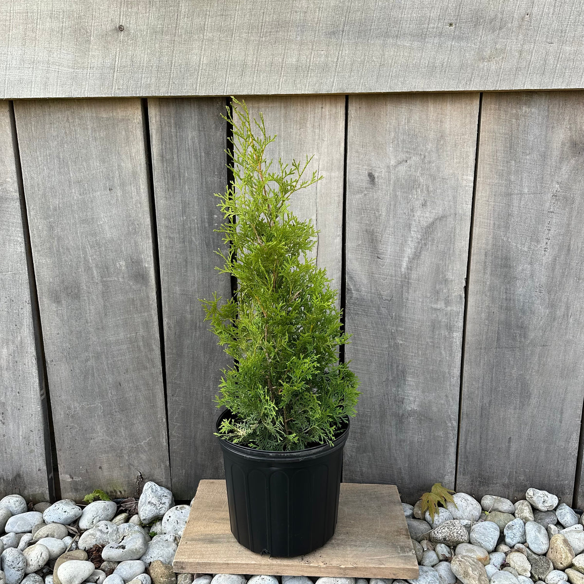 Pyramidal Cedar Trees for Sale Florae Farms