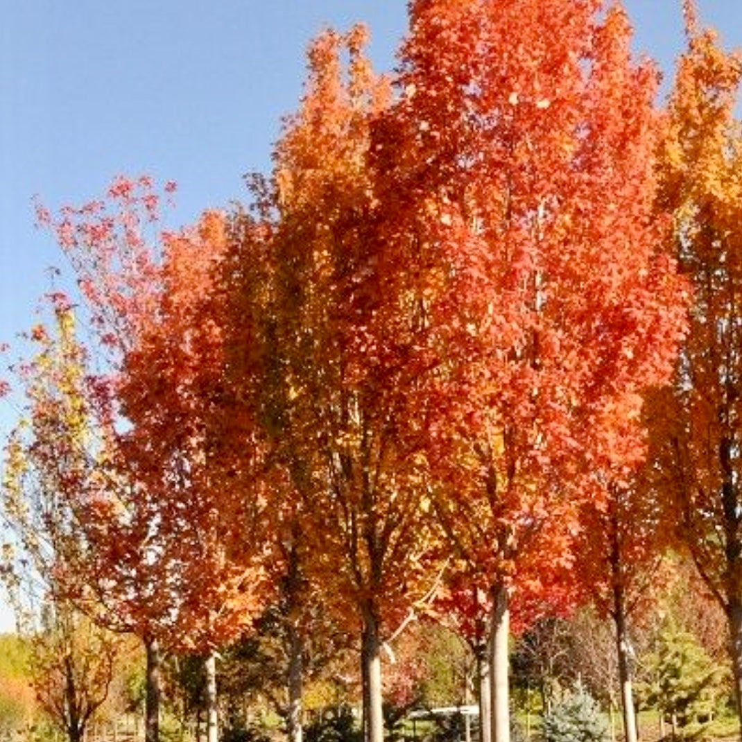 Armstrong Maple Tree For Sale - Florae Farms
