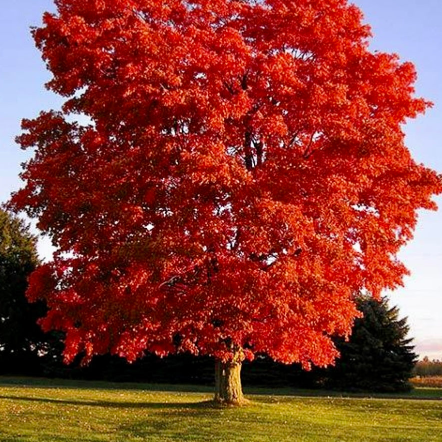Red Sunset Trees For Sale - Florae Farms
